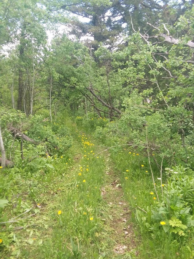 Fourwheeling stock image. Image of tree, steep, trail - 130818547