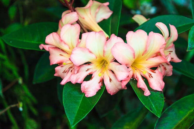 Fower immagine stock. Immagine di flora, esotico, viola - 39681897