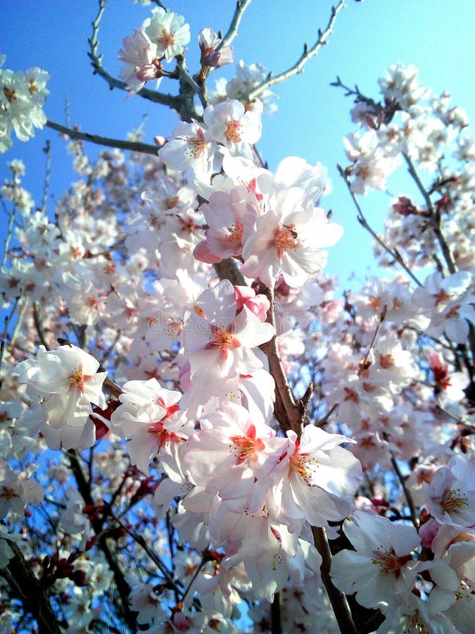 1,888 Fower Stock Photos - Free & Royalty-Free Stock Photos from Dreamstime