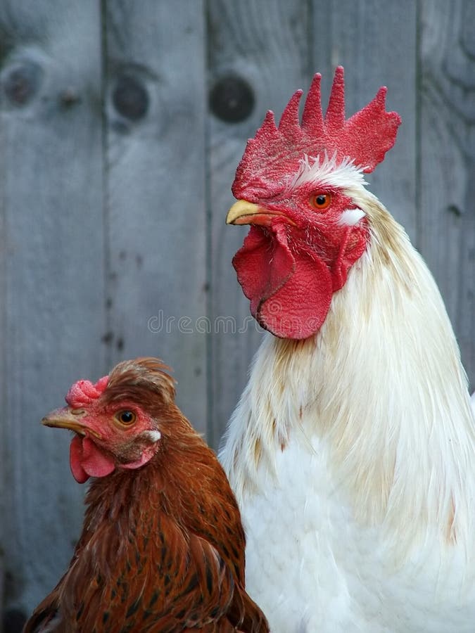 Fowl couple stock image. Image of ridge, view, domestic - 364079
