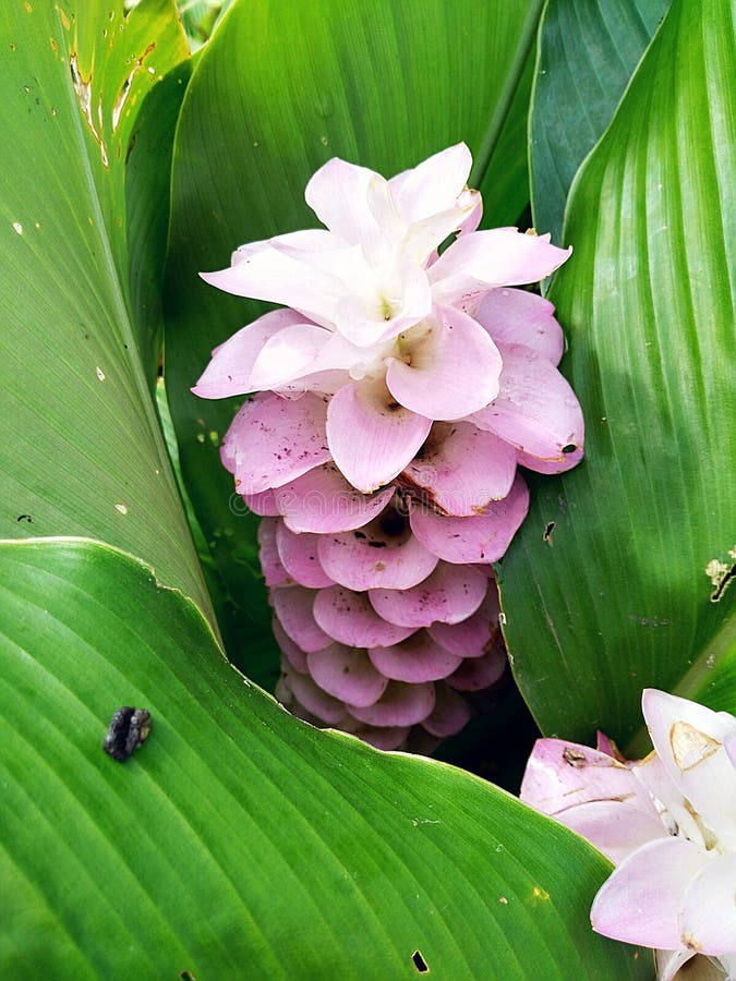 Rose Fowler Stock Photos - Free & Royalty-Free Stock Photos from Dreamstime