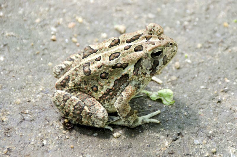 Große fette Kröte stockbild. Bild von fette, große, kröte - 25798905