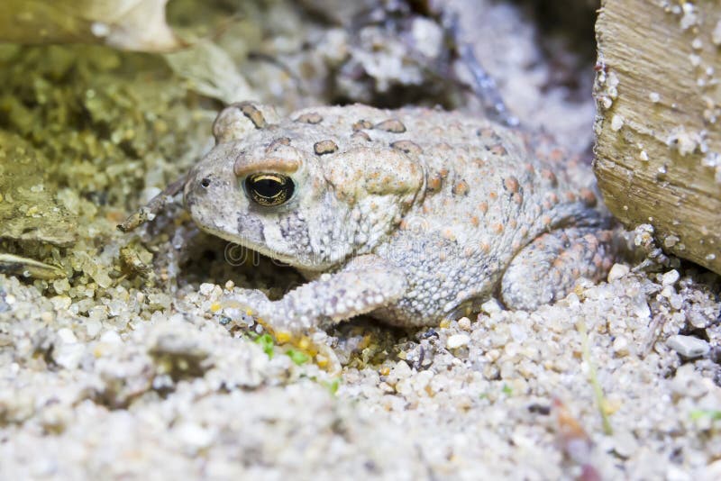 Fowler s Toad stock photo. Image of terrestrial, fowlers - 30802986