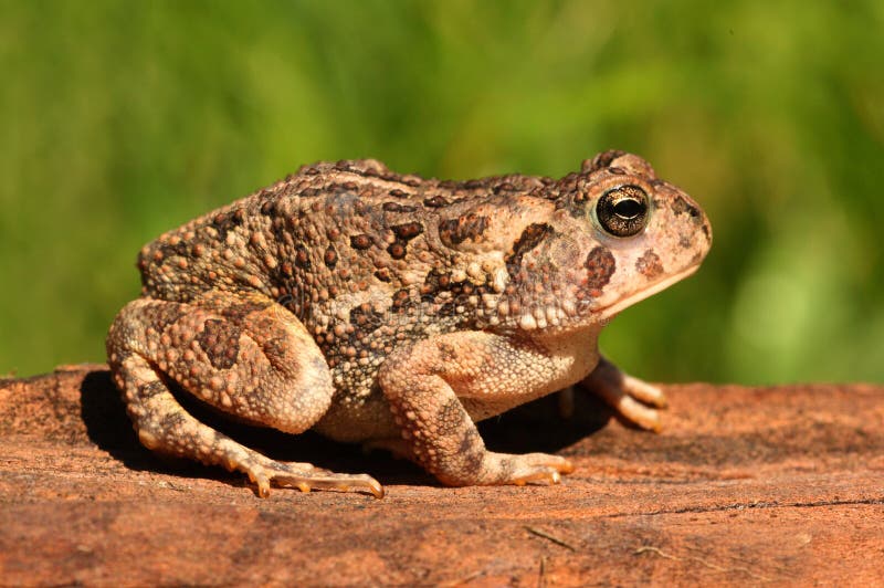 Toad, Bufo Sp, Bufonidae, Agumbe ARRSC, Karnataka Stock Photo - Image ...