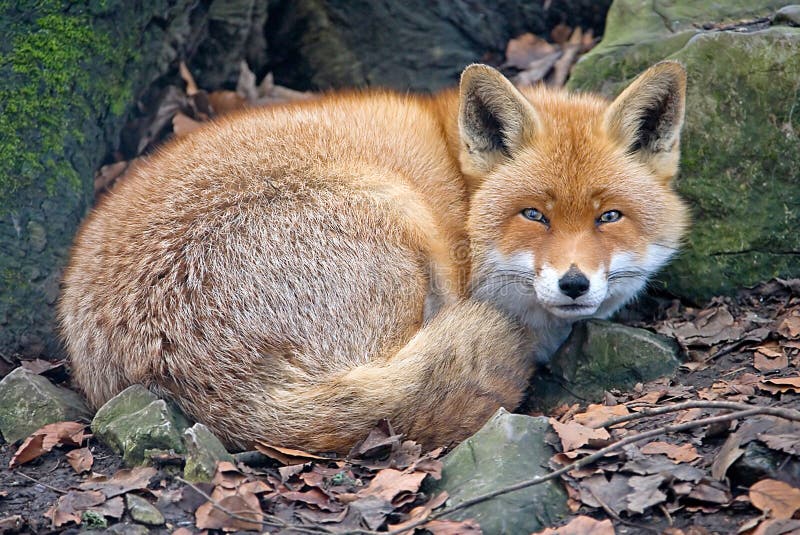 Fox 1 stock image. Image of sharp, claw, look, tail, ears - 4113245