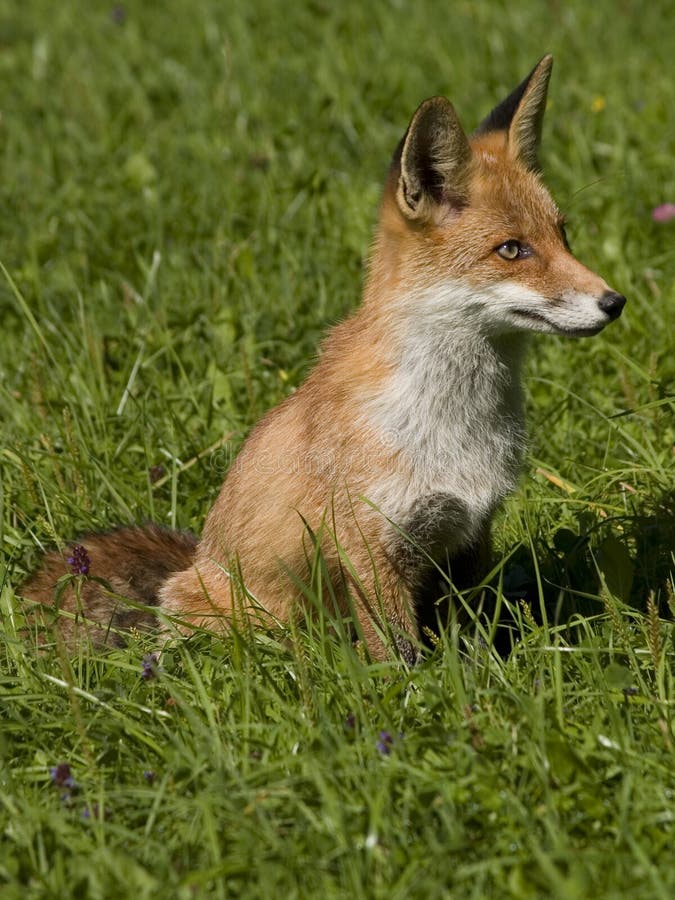 Fox stock image. Image of waiting, patient, sitting, gray - 11395325