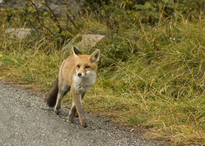 Fox stock image. Image of colors, park, rain, grass, mountain - 11035973