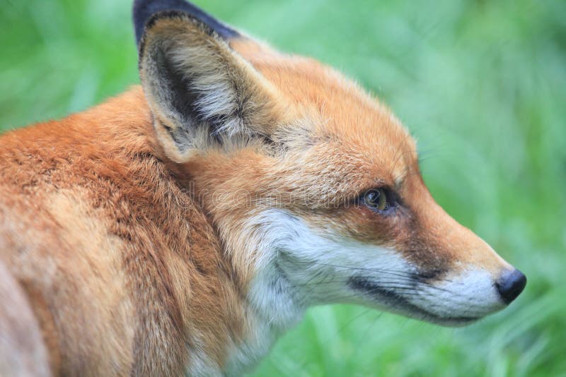 Fox s face stock image. Image of whiskers, hunt, hunting - 140419