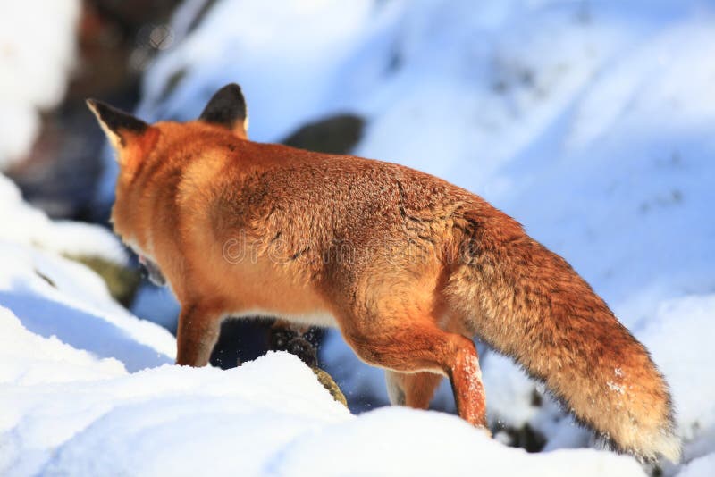 Fox stock photo. Image of woods, forest, danger, snow - 13317206
