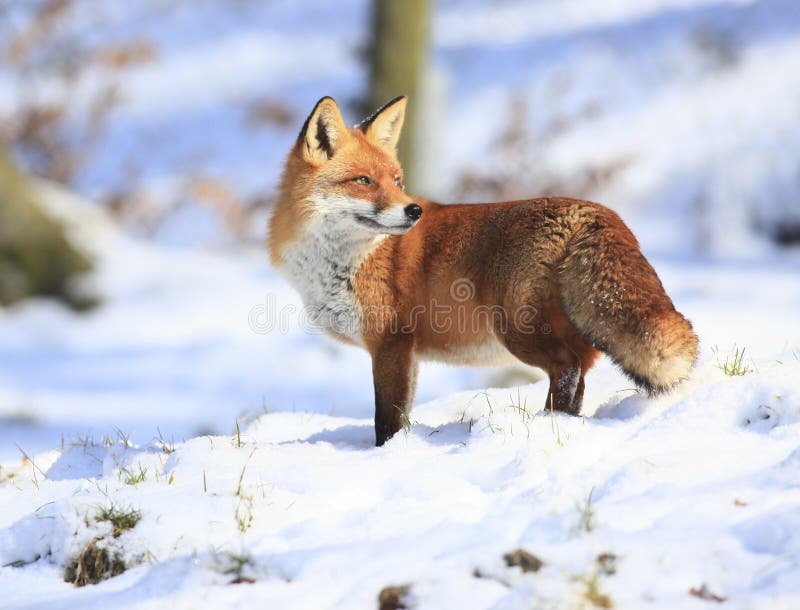 Red Fox stock image. Image of conservation, cute, park - 9462433