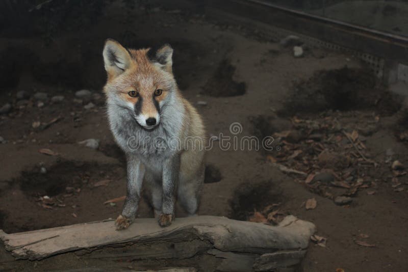 Fox stock image. Image of china, wolfish, wolves, beijing - 14729677