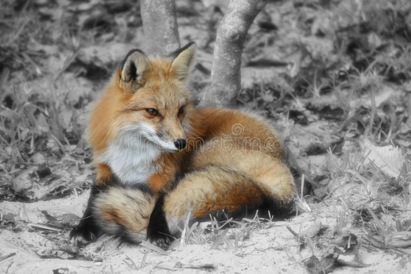 Fox stock image. Image of white, protection, alicedehaven - 1621663