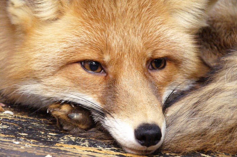 Oh, darling! two ants stock image. Image of facet, ants - 8785565