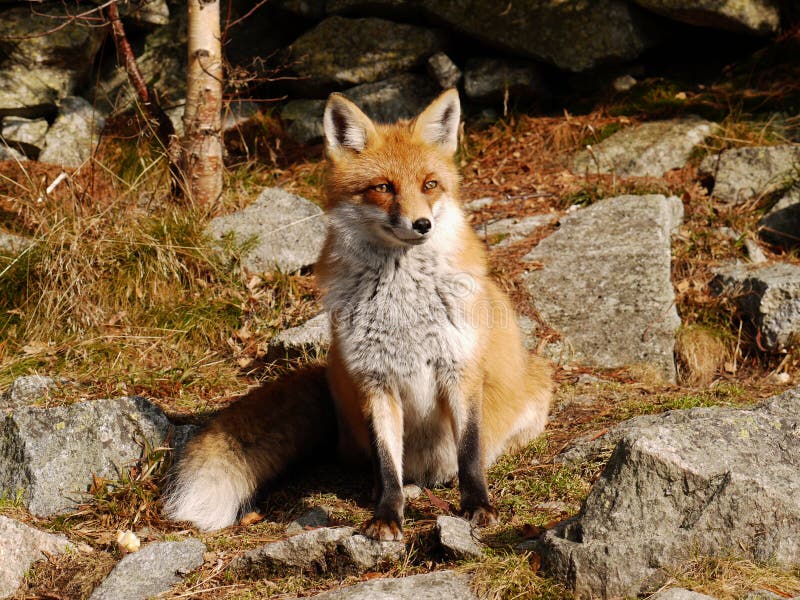 Fox stock photo. Image of outdoors, slovakia, animal - 22382522