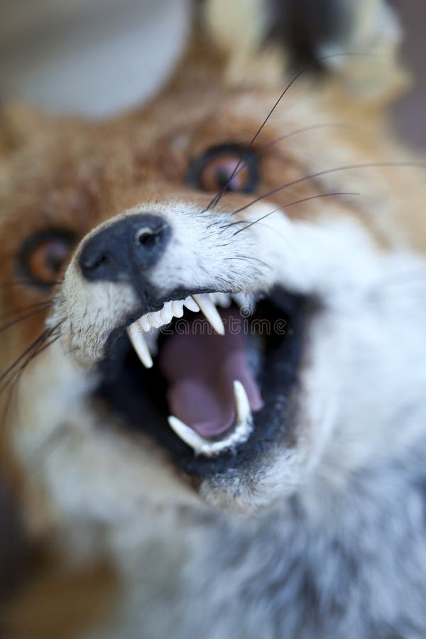 Fox stock photo. Image of stress, enraged, artificial - 23442490