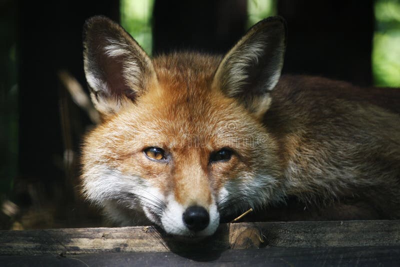 Fox stock photo. Image of hunt, color, wild, colors, wildlife - 23901408