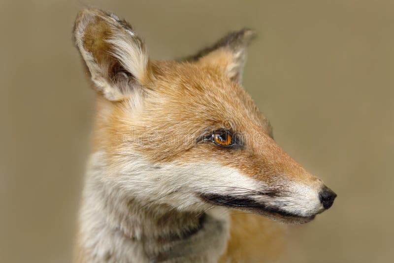 Fox stock image. Image of habitat, vulpine, wild, head - 2515401