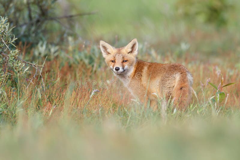 Fox stock image. Image of carnivorous, back, standing - 25830101