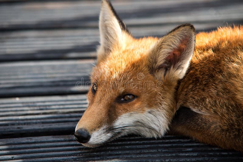 Fox foto de stock. Imagem de macho, raposa, vulpino, vermelho - 26878006