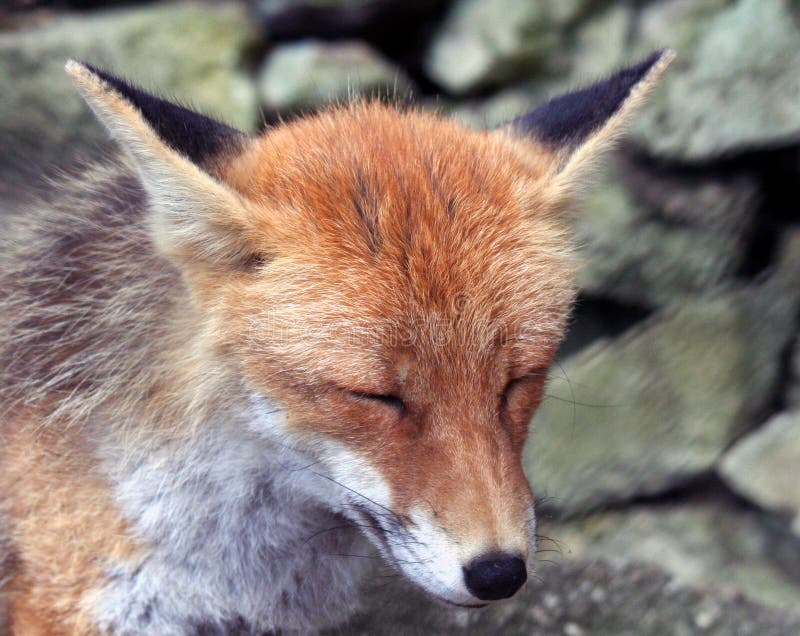 Fox 3 stock image. Image of small, legged, look, zoology - 1002363