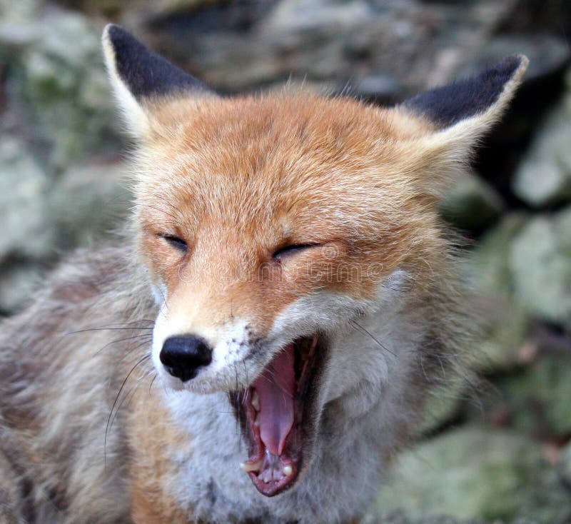 948 Red Fox Teeth Stock Photos - Free & Royalty-Free Stock Photos from ...