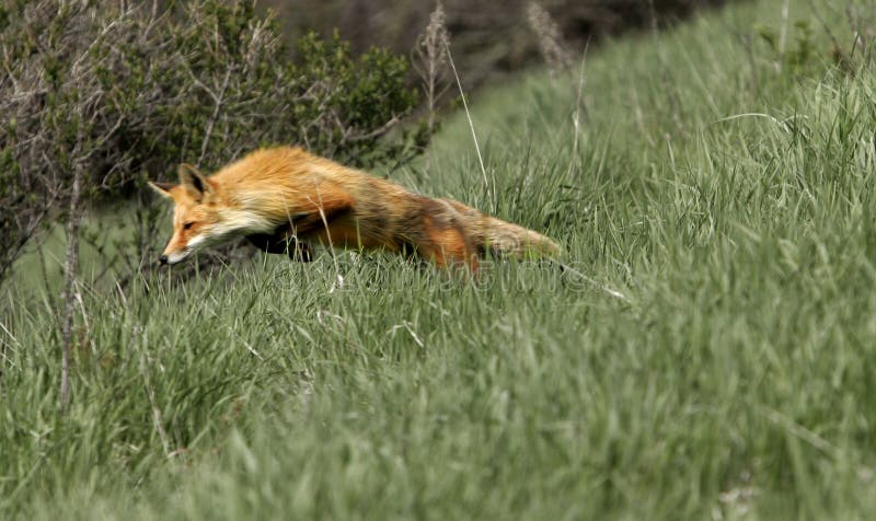 Swimming red fox stock photo. Image of river, lake, water - 25817852