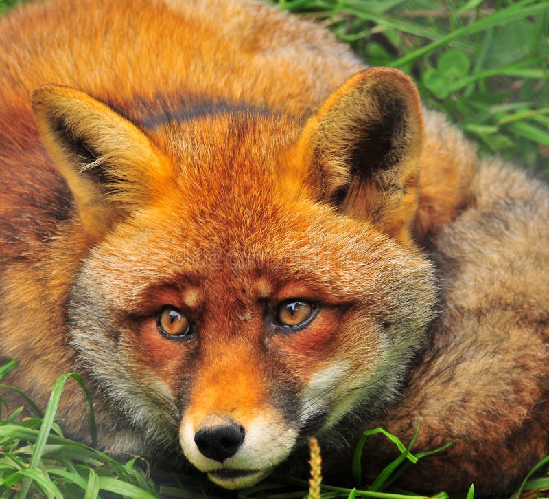 Coy Fox stock photo. Image of wildlife, close, smart - 10834182