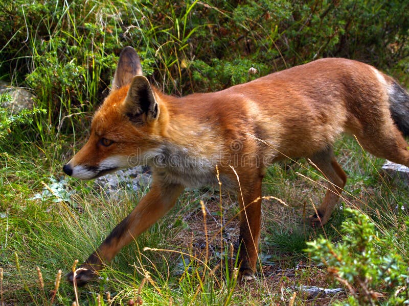 Fox stock image. Image of waiting, patient, sitting, gray - 11395325