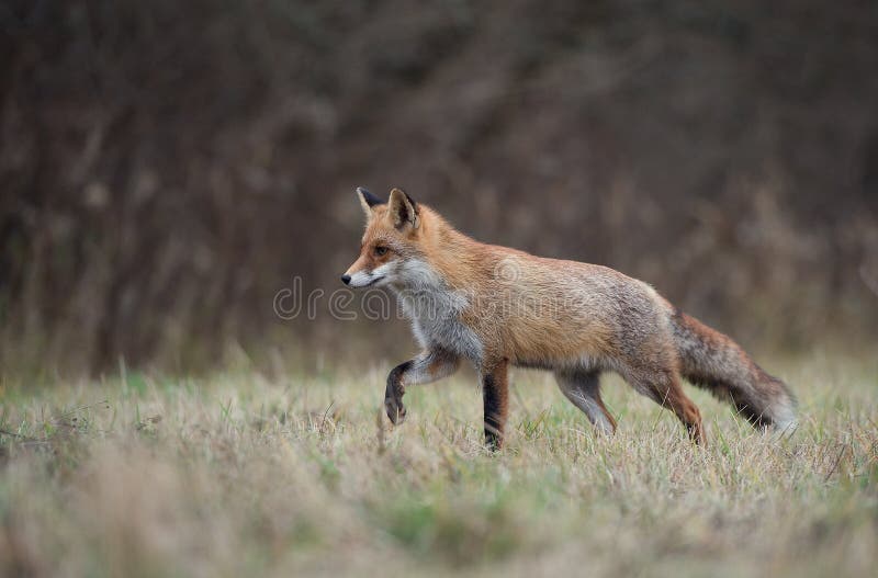 Fox in the action catching stock image. Image of green - 173063285