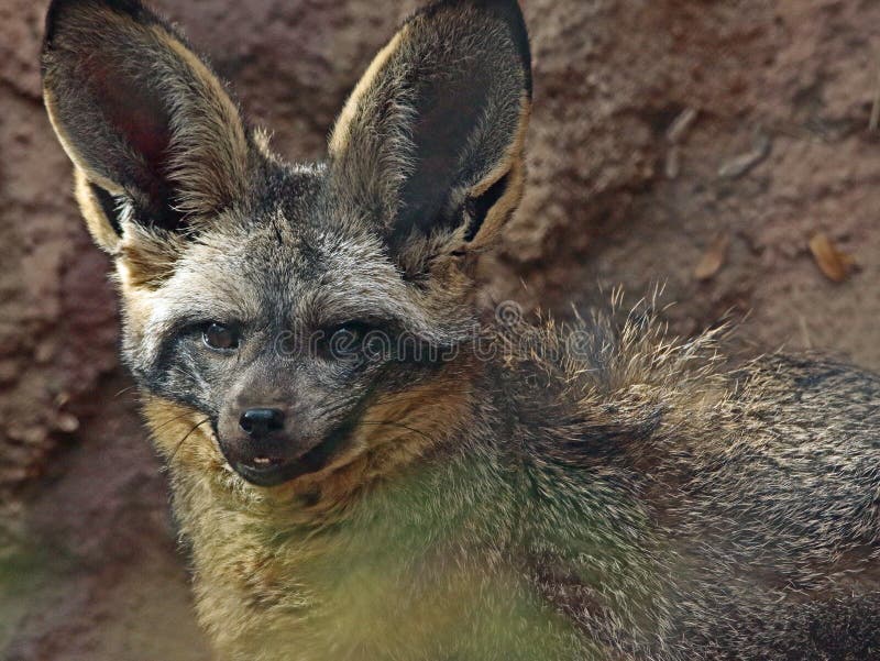 Fox stock photo. Image of profile, creatures, foxes, furry - 90067930