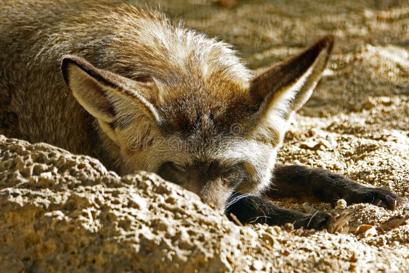 Fox stock photo. Image of dental, acute, cute, profile - 90068246