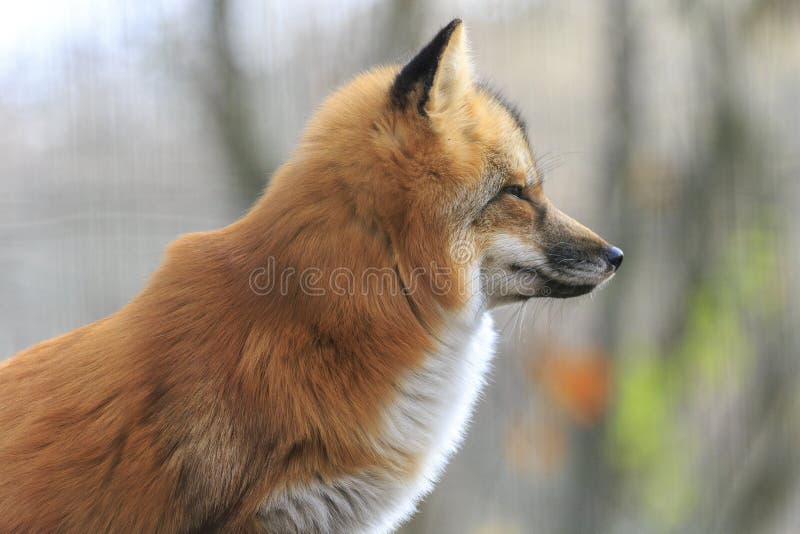 Fox in forest stock image. Image of nature, animal, predator - 118573133