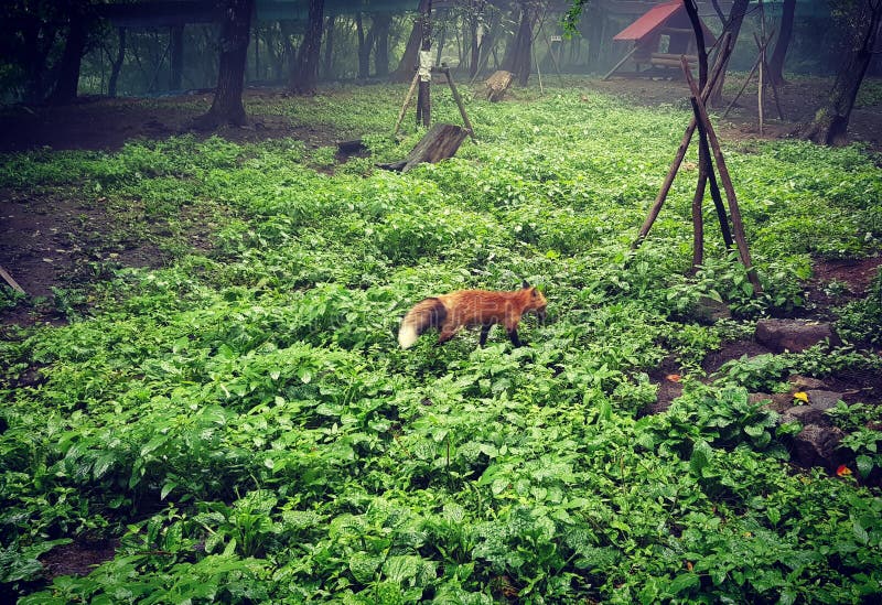 Fox alone stock photo. Image of sendai, foxvillage, japan - 134399550
