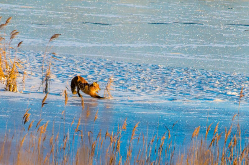 Fox alone relaxing stock photo. Image of snow, brown - 83620104