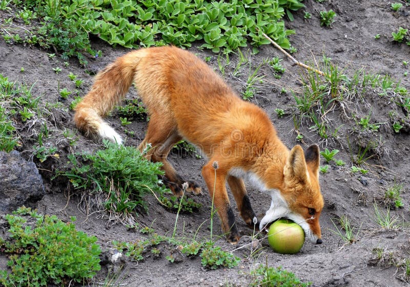 Fox and Apple stock image. Image of apple, nature, wildlife - 36549343