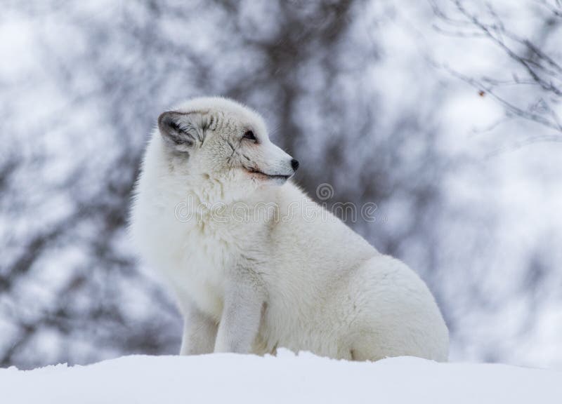 Volpe artica fotografia stock. Immagine di volpe, polare - 51495722