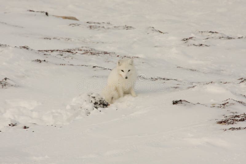 Orso Polare Sano E Volpe Artica Fotografia Stock - Immagine di maschio ...