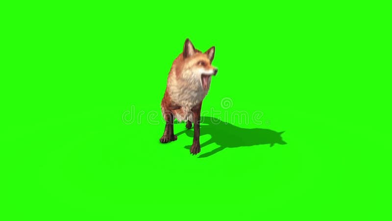 Fox Idle Side Green Screen 3D Rendering Animation Animals Stock Video ...