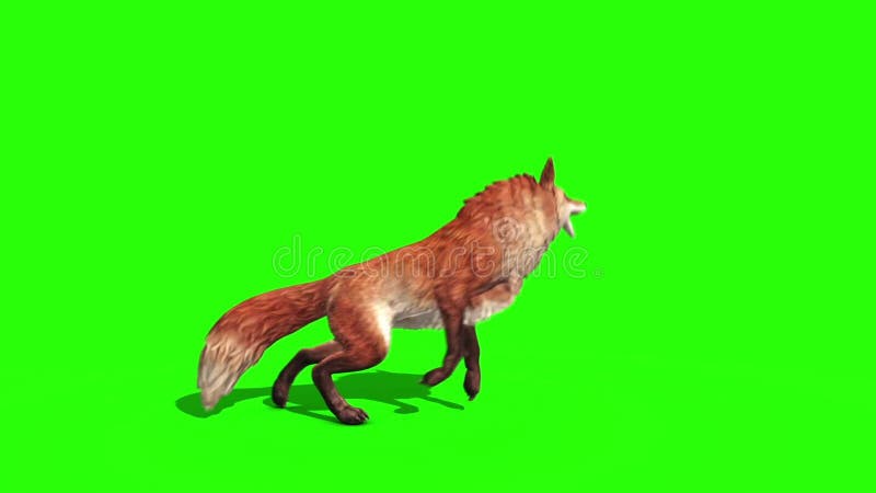 Fox Idle Side Green Screen 3D Rendering Animation Animals Stock Video ...