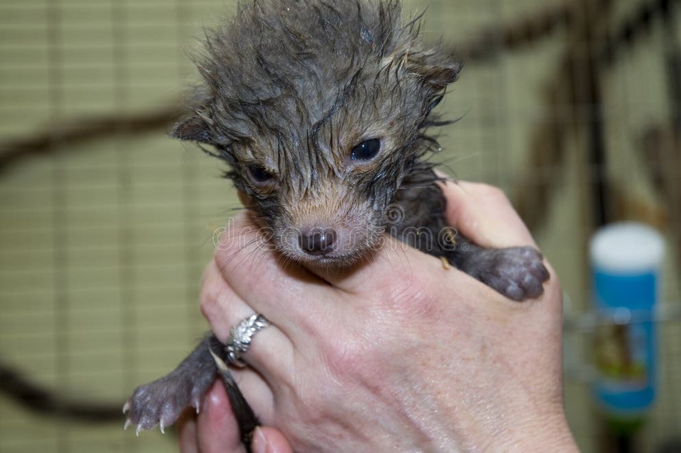 Fox Baby in Hand (Vulpes Vulpes) Stock Image - Image of hand, portrait ...