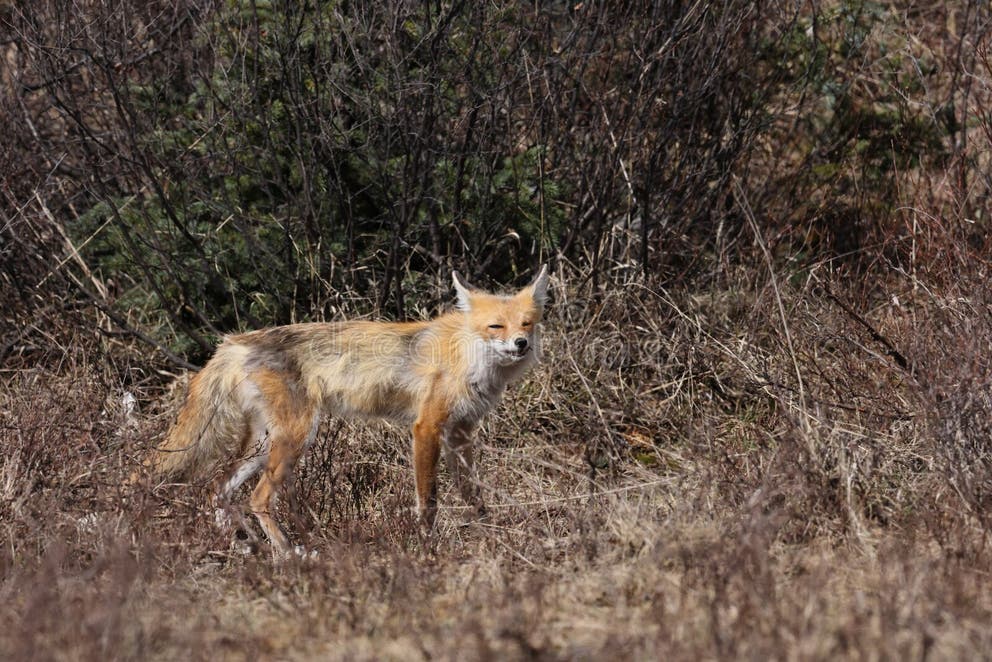 Fox, Banff National Park, Alberta, Canada Stock Photo - Image of forest ...