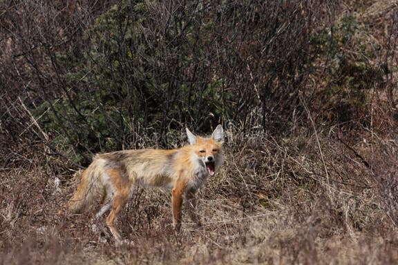 Fox, Banff National Park, Alberta, Canada Stock Photo - Image of mature ...
