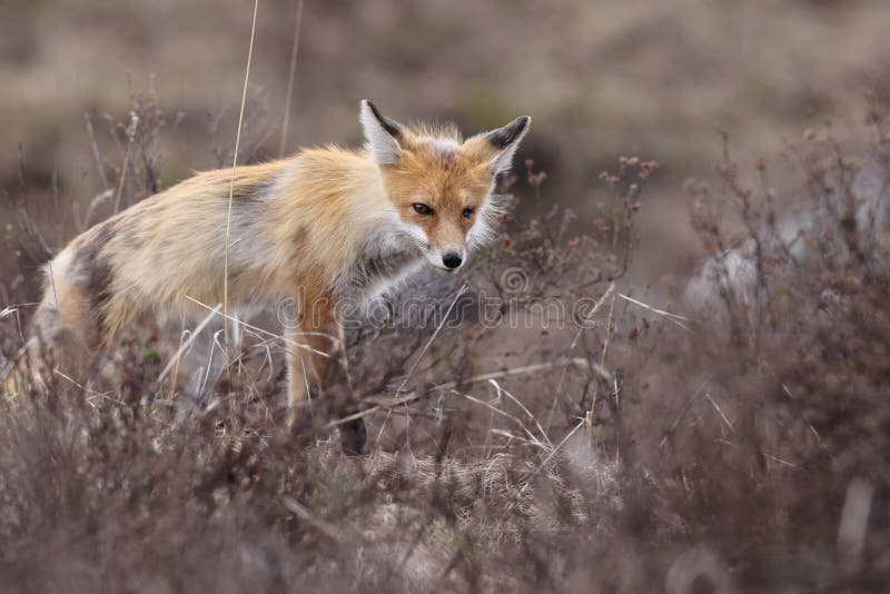 Fox, Banff National Park, Alberta, Canada Stock Image - Image of ...