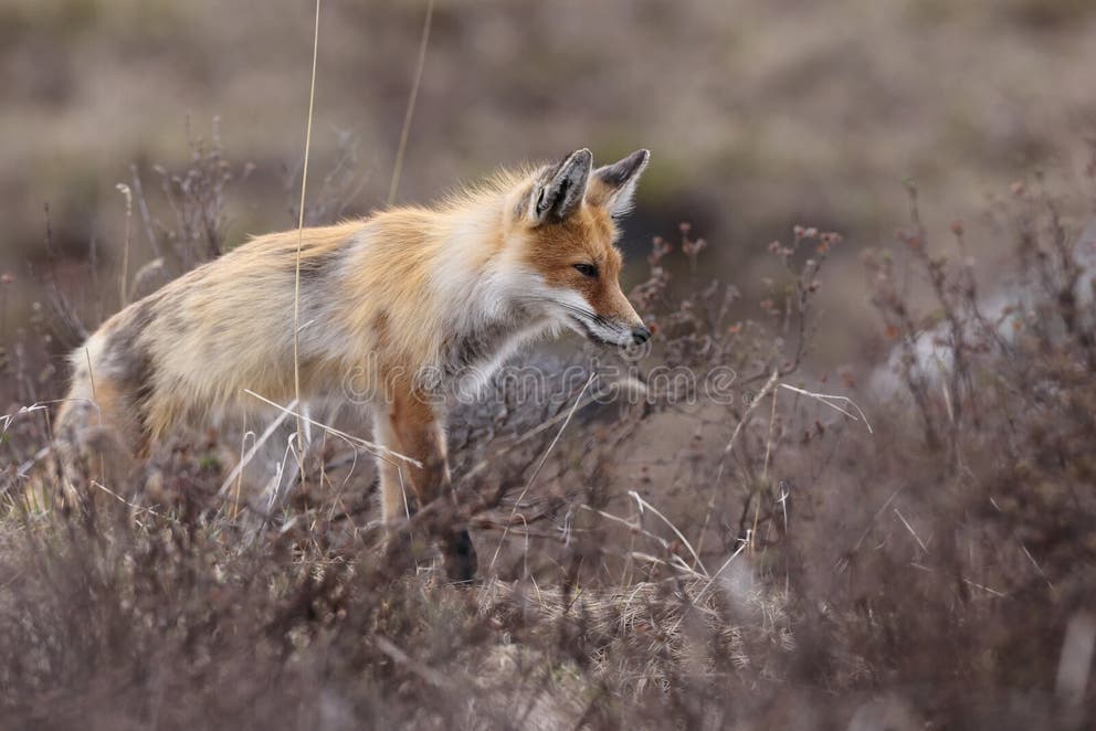 Fox, Banff National Park, Alberta, Canada Stock Photo - Image of animal ...
