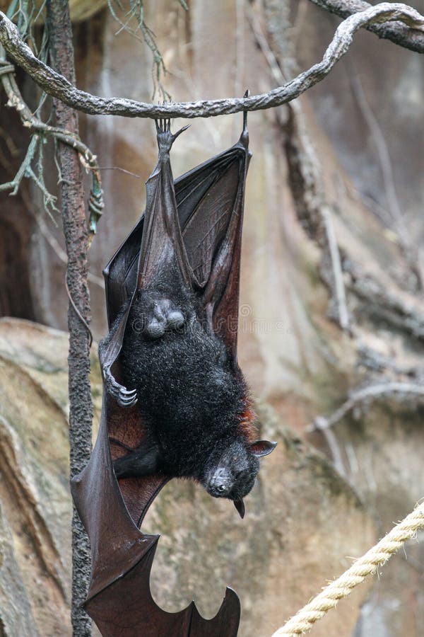 Fox Bat Hanging Upside Down Stock Image - Image of skin, wild: 189266481
