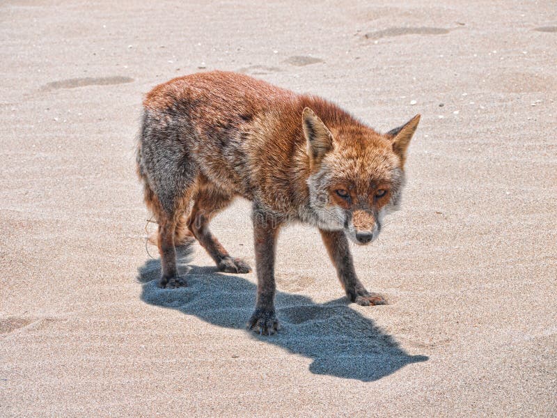 Fox on beach stock photo. Image of standing, beach, wild - 19686354
