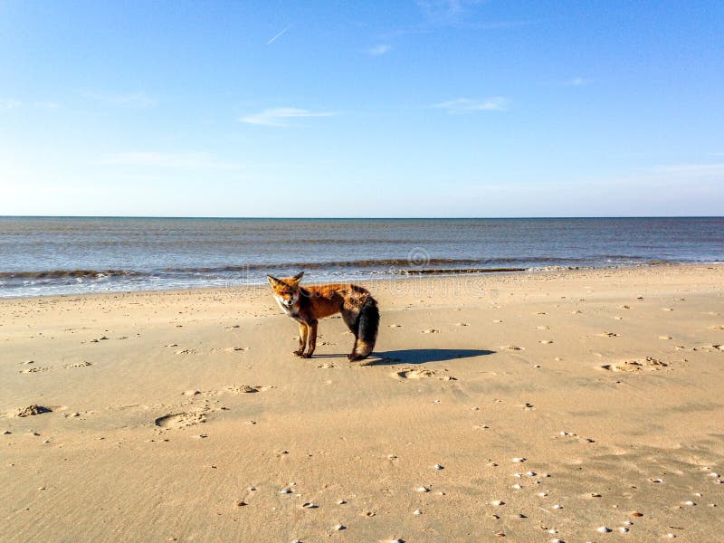 Fox on the beach stock image. Image of beach, blue, meadow - 61993219