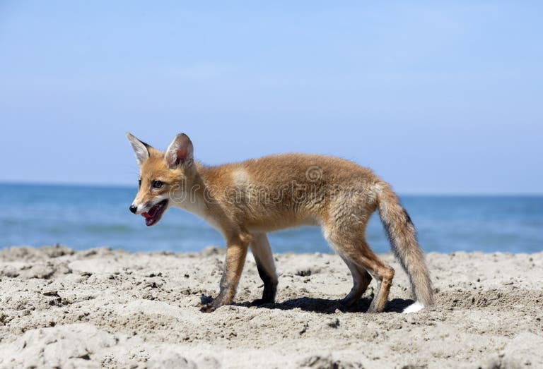 Fox on the beach stock photo. Image of animal, beach - 318009216