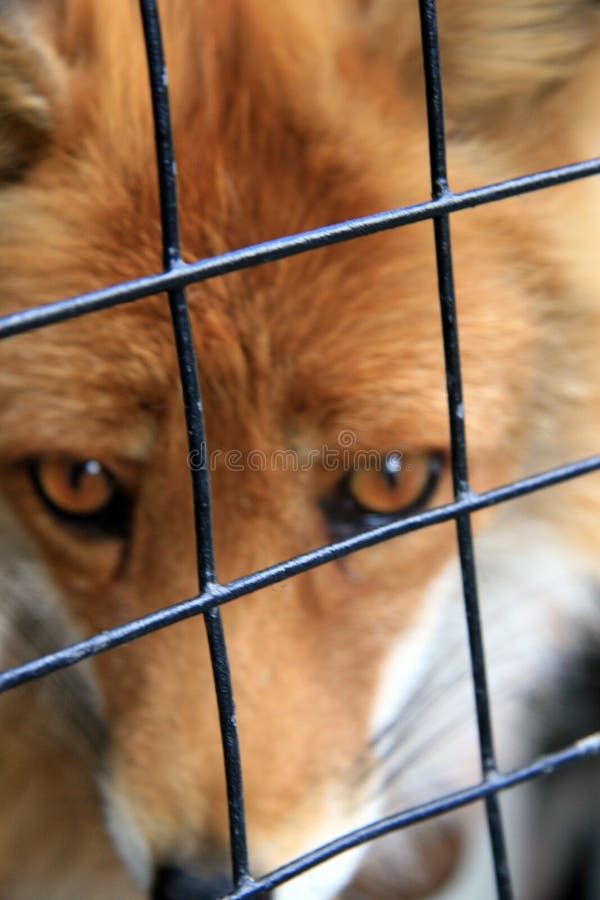 Fox stock photo. Image of zoology, beast, predator, sadness - 64732526