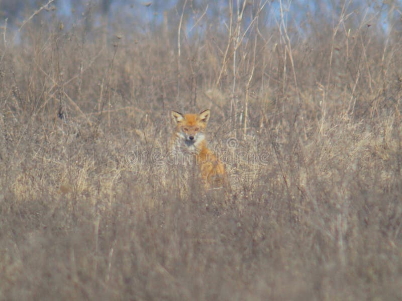 Fox beast in the wild stock image. Image of tundra, woke - 328996357